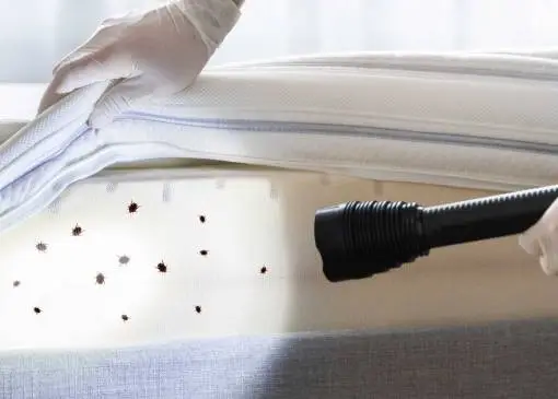 Bed Bugs - Resolved Pest Control