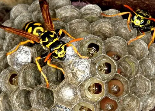 Wasps - Resolved Pest Control